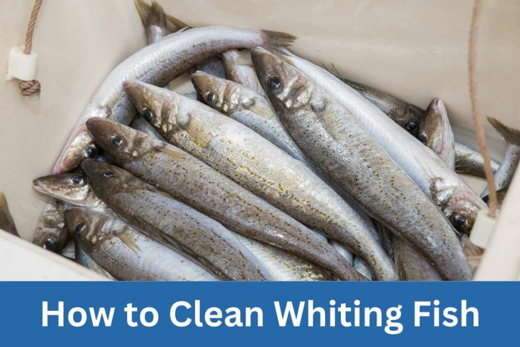 How to Clean Whiting Fish: A Complete Guide 2024